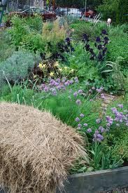 Locations Hub - Spring Gardens Community Garden