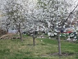 Locations Hub - Spring Gardens Community Garden